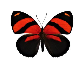 Callicore Kolyma One Real Butterfly Red White Verso Peru | Etsy