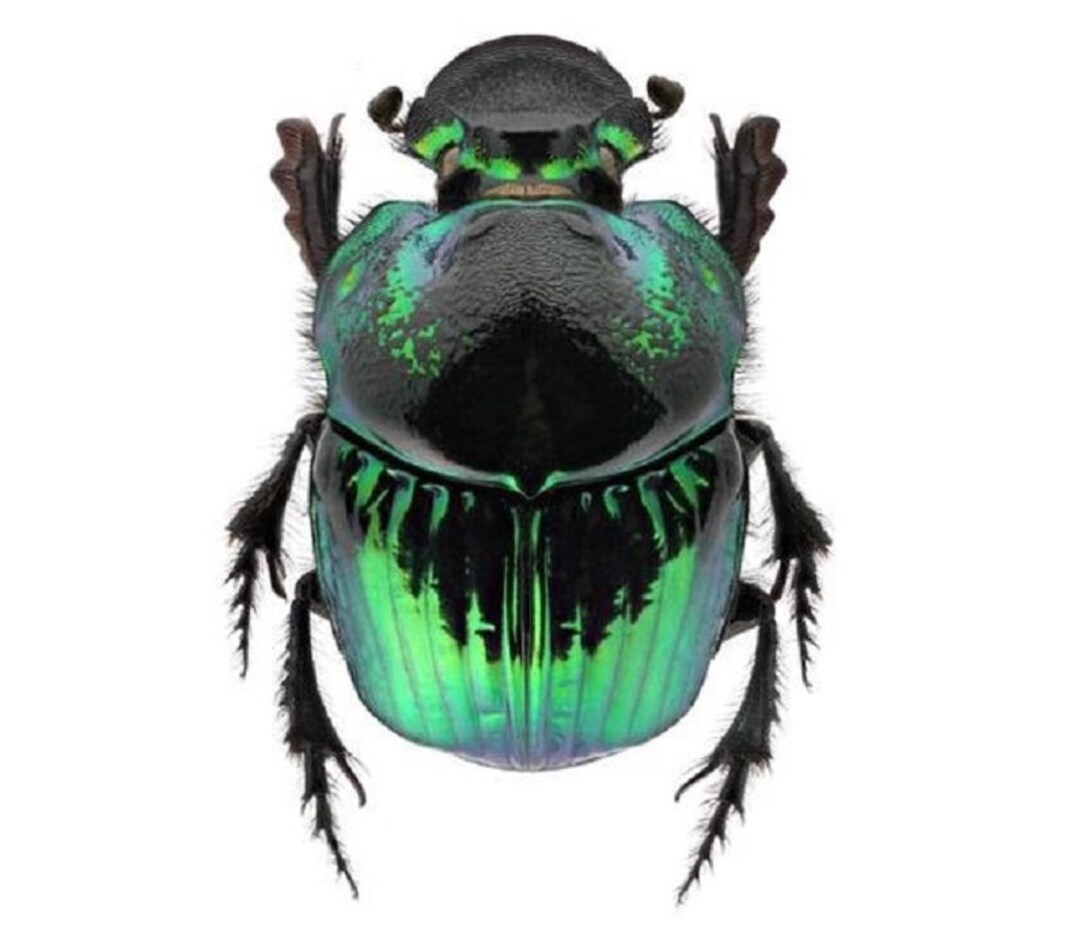Phanaeus Demon Female ONE Real Green Phanaeus Demon Female Scarab Dung ...