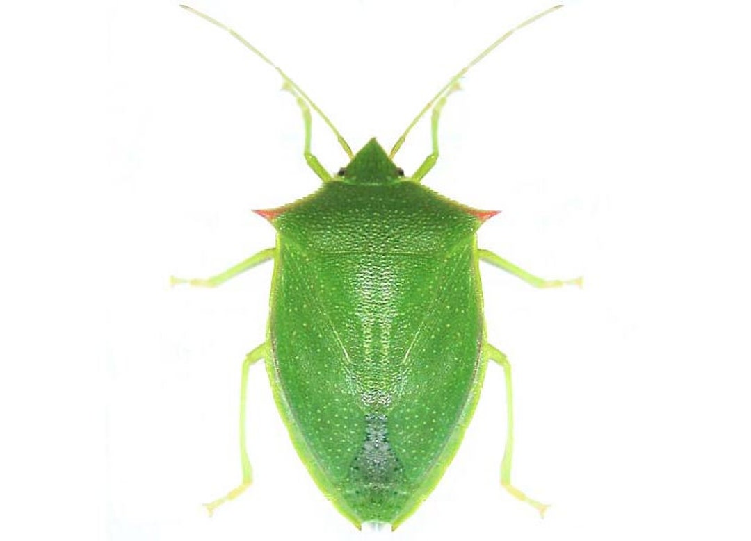 Loxa Flavacollis REAL Green Shield Bug Beetle Louisiana USA - Etsy