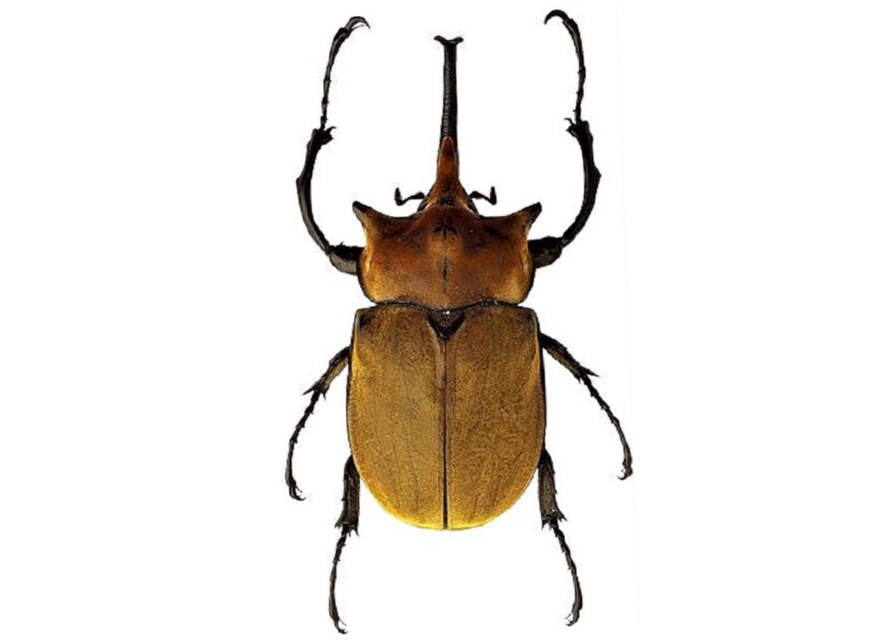 Giant Elephant Beetle