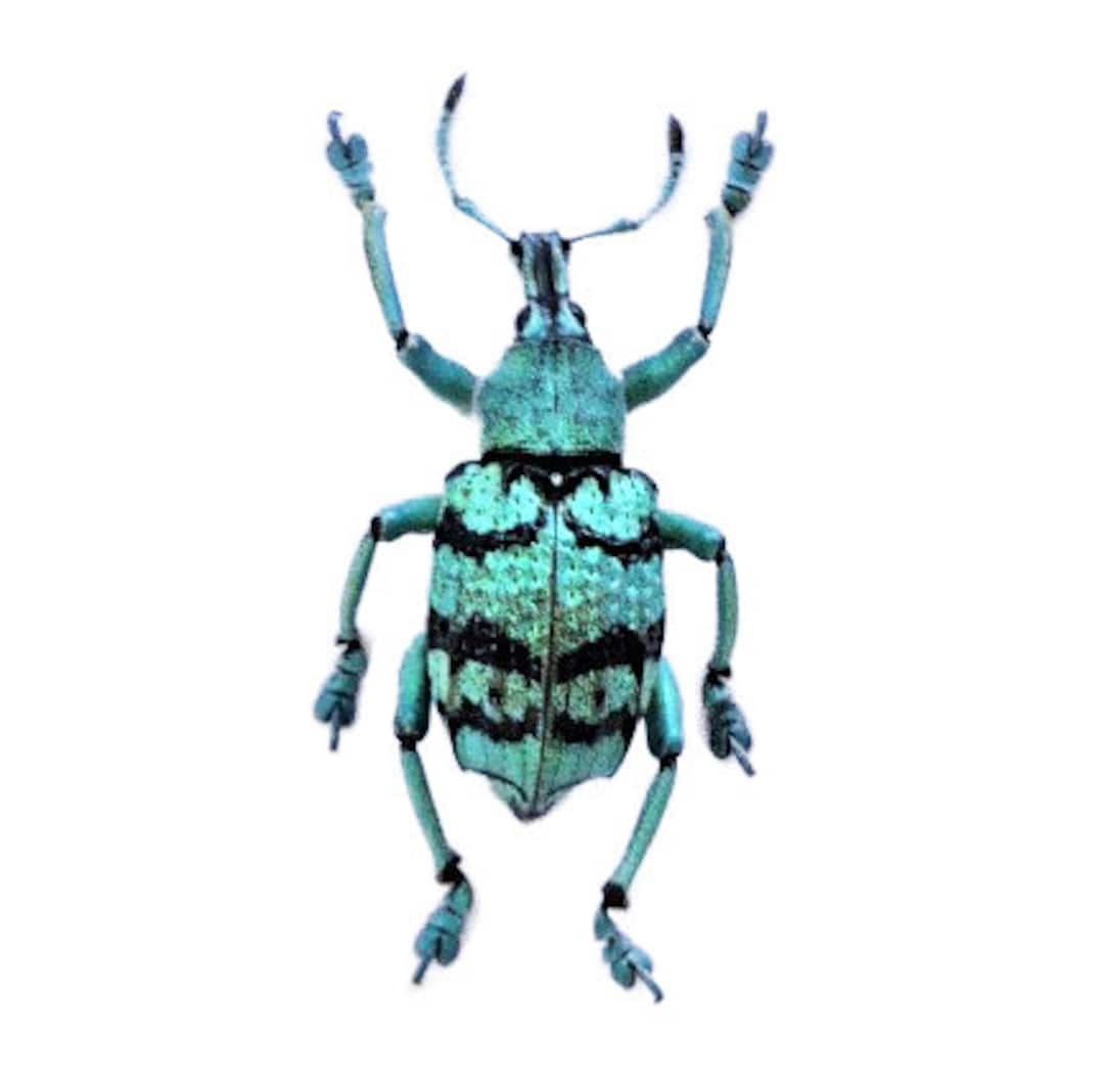 Eupholus Chevrolati Blue Green Weevil Beetle Indonesia - Etsy