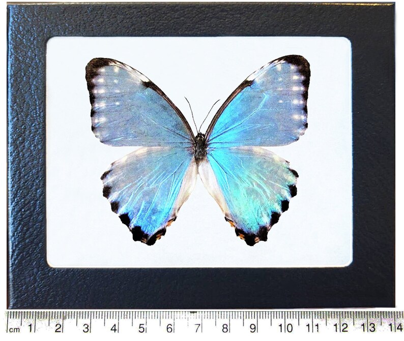 Morpho Portis Blue Butterfly Argentina RARE - Etsy