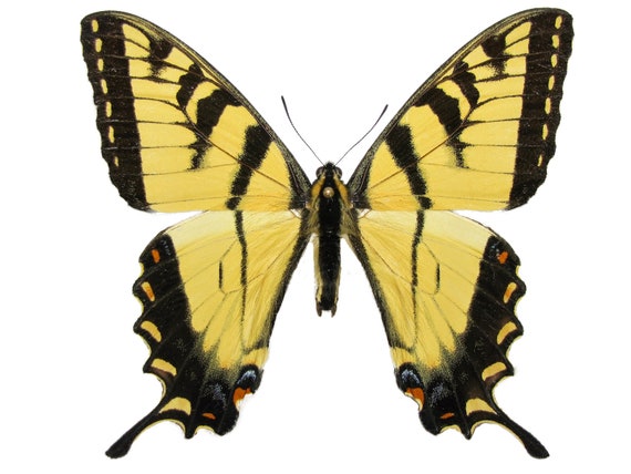 Real Yellow Butterfly