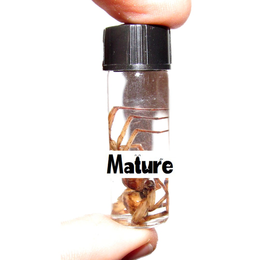 Wet Specimen Hogna Carolinensis REAL Arizona Wolf Spider Tarantula ...