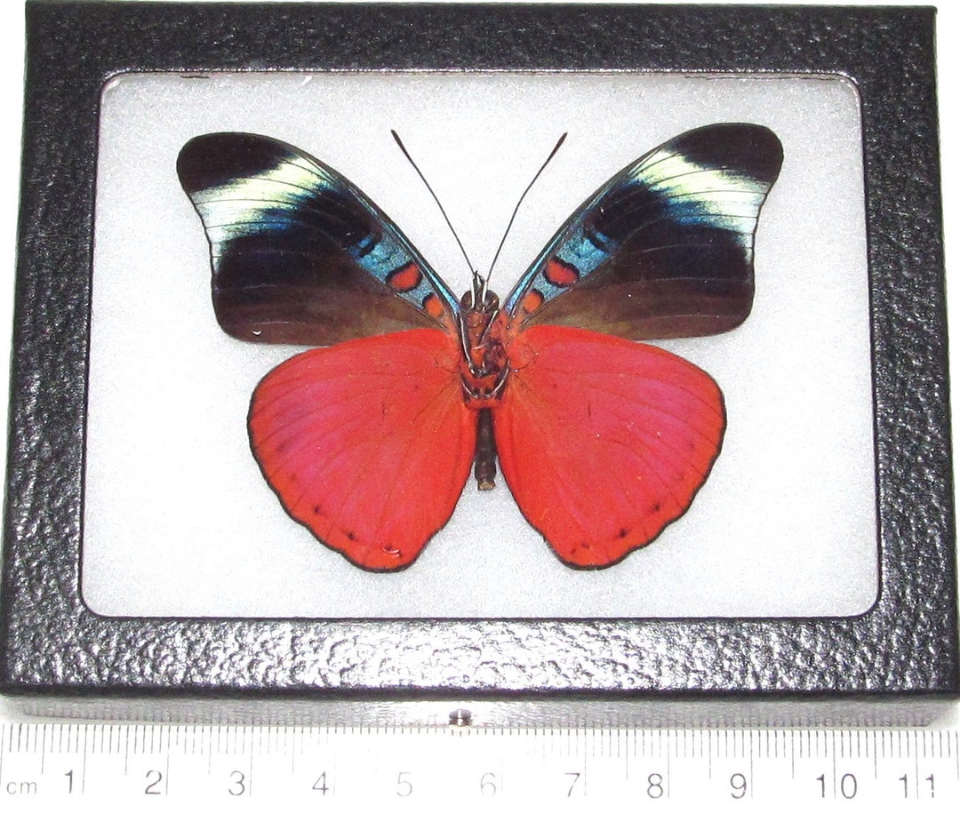 Panacea Prola Verso One Real Butterfly Red Flasher Peru - Etsy