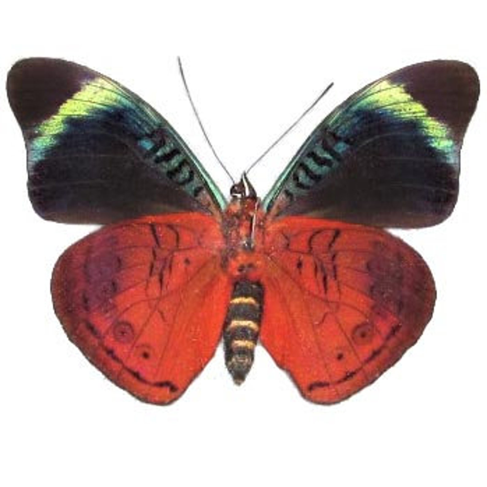 Panacea Regina REAL Red Black Butterfly Verso Peru - Etsy