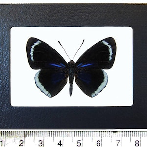 Callicore Kolyma Blue Black Butterfly Peru - Etsy