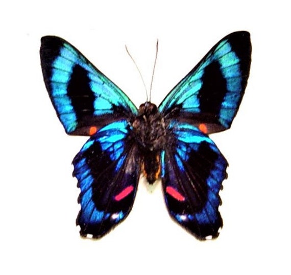 Red Blue Butterfly Red Cracker Butterfly North American Insects