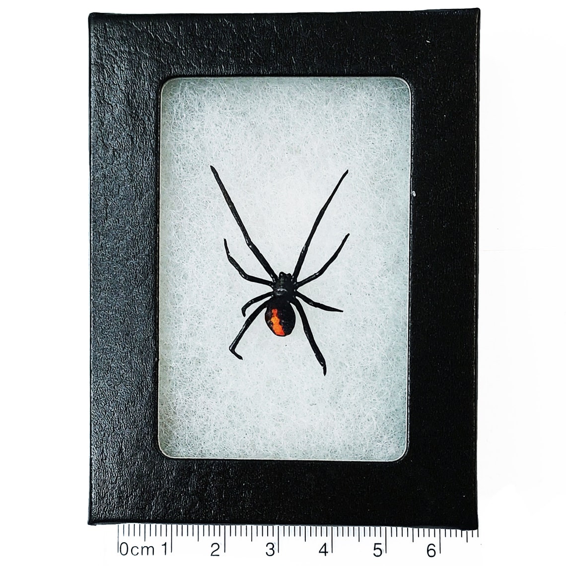 Latrodectus Mactans REPLICA Black Widow Spider Framed - Etsy