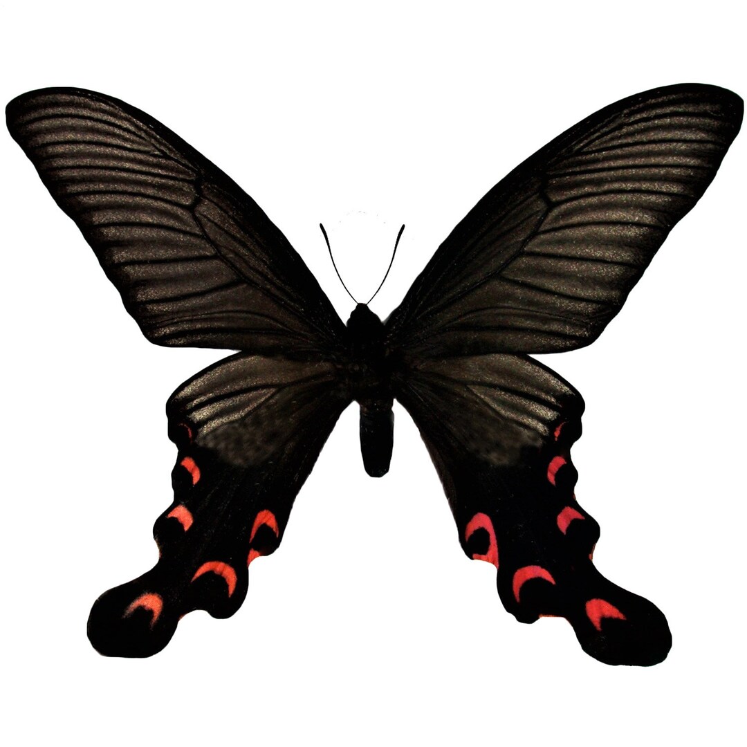 Papilio Elwesi Red Black Swallowtail Butterfly China - Etsy