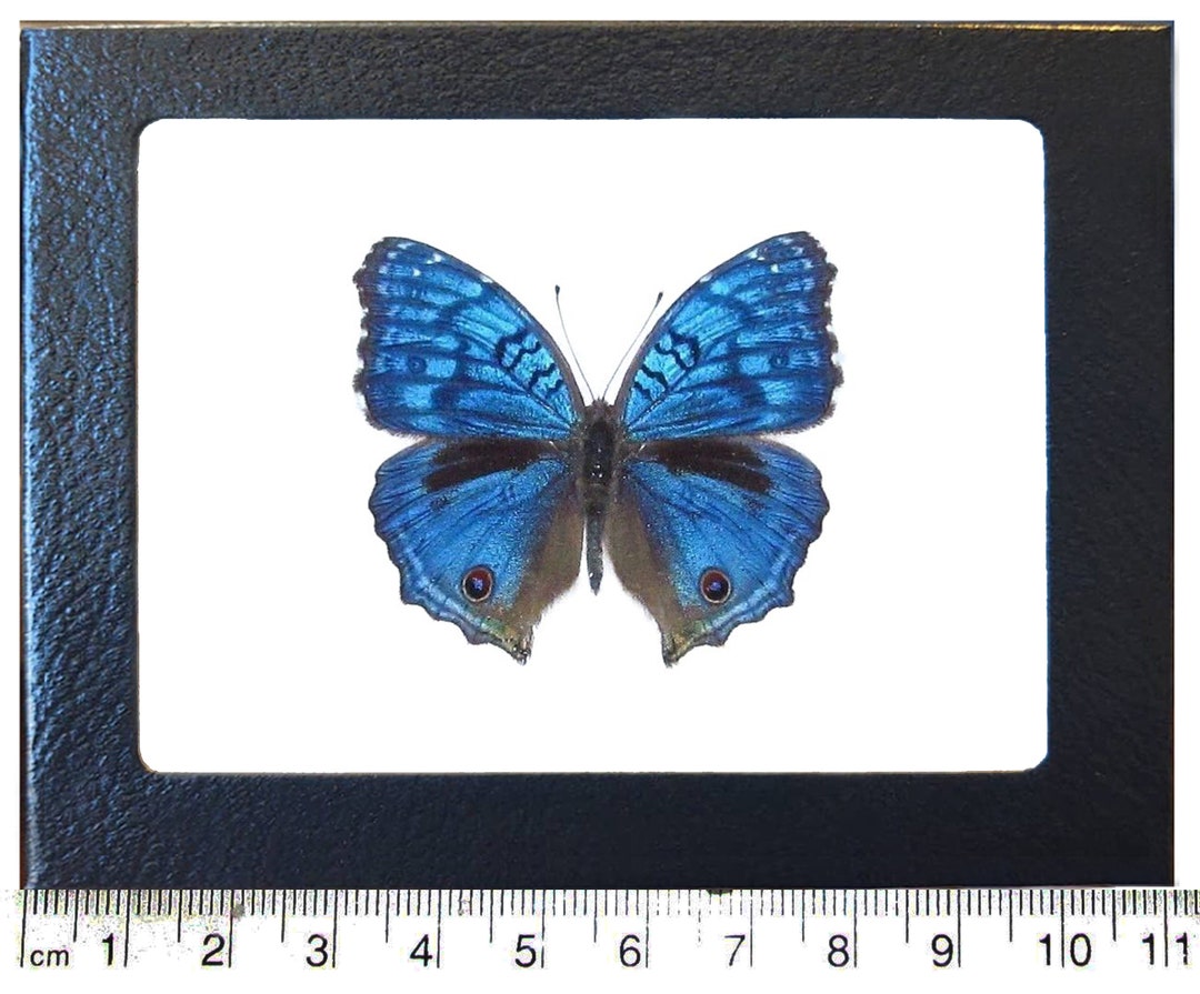 Precis Rhadama MALE Blue Buckeye Butterfly Africa - Etsy