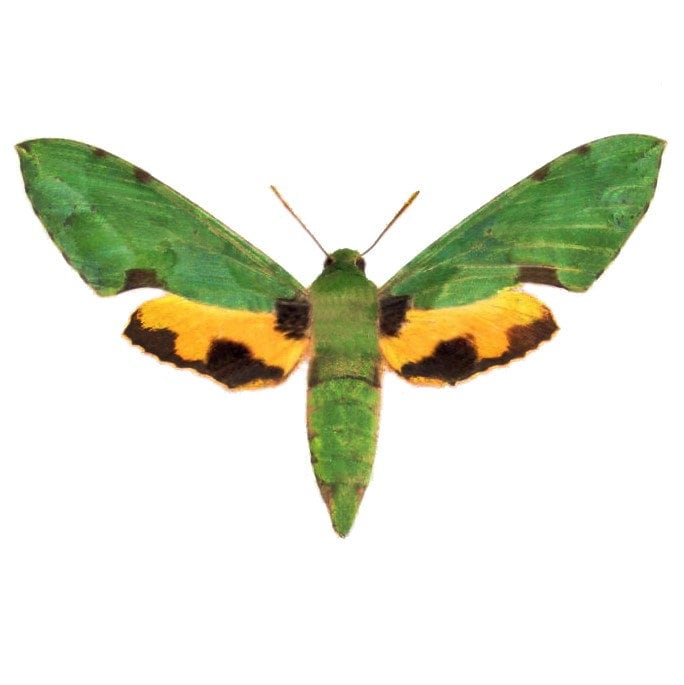 Home & Living Euchloron maegera green verdant sphinx moth Madagascar ...