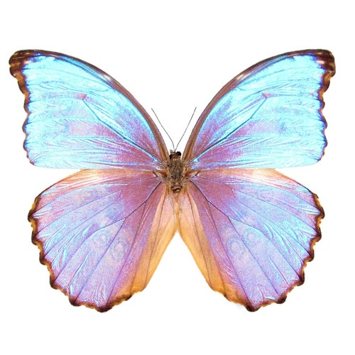 Real Pink Butterfly