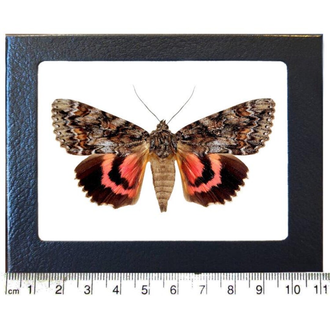Catocala Species Pink Red Underwing Moth USA - Etsy