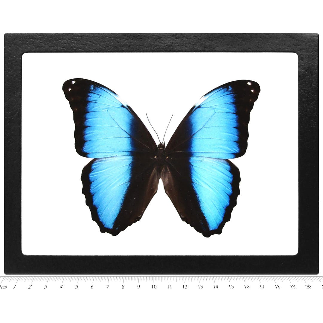 Morpho Deidamia RECTO Blue Black Butterfly Peru - Etsy