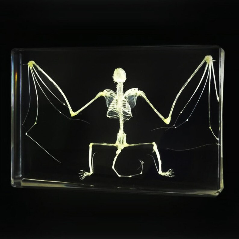 Bat SKELETON Resin Display - Etsy