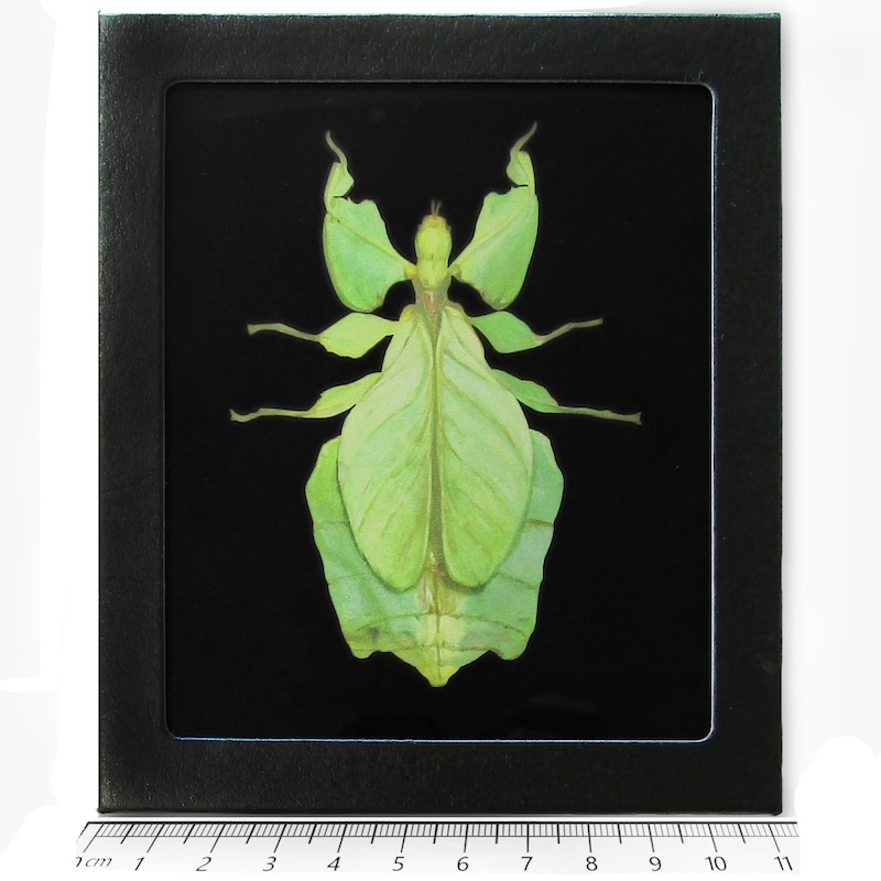 Framed Insects - Etsy
