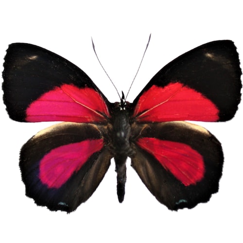 Anaea Ryphea One Real Butterfly Red Pink Peru - Etsy