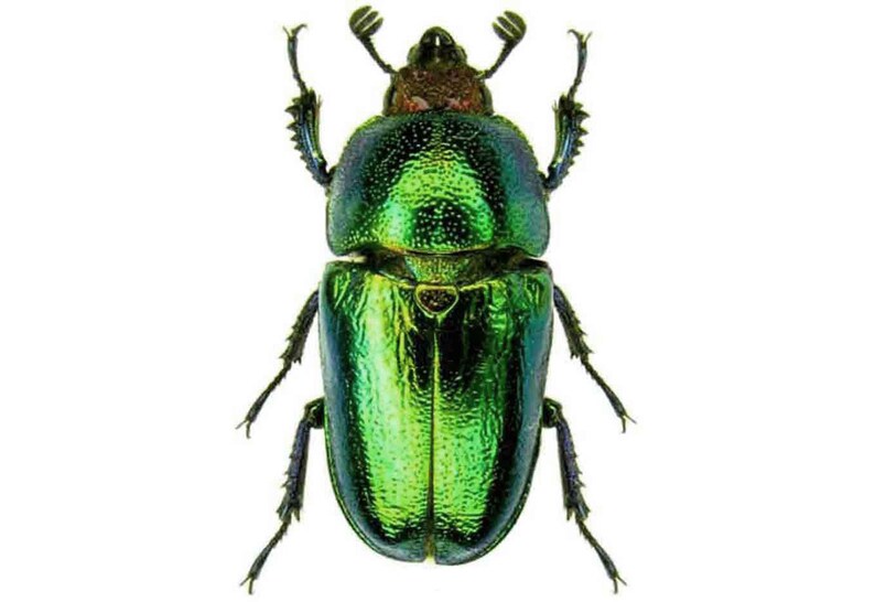 Lamprima Adolphinae Female Green Stag Beetle Papua New Guinea - Etsy