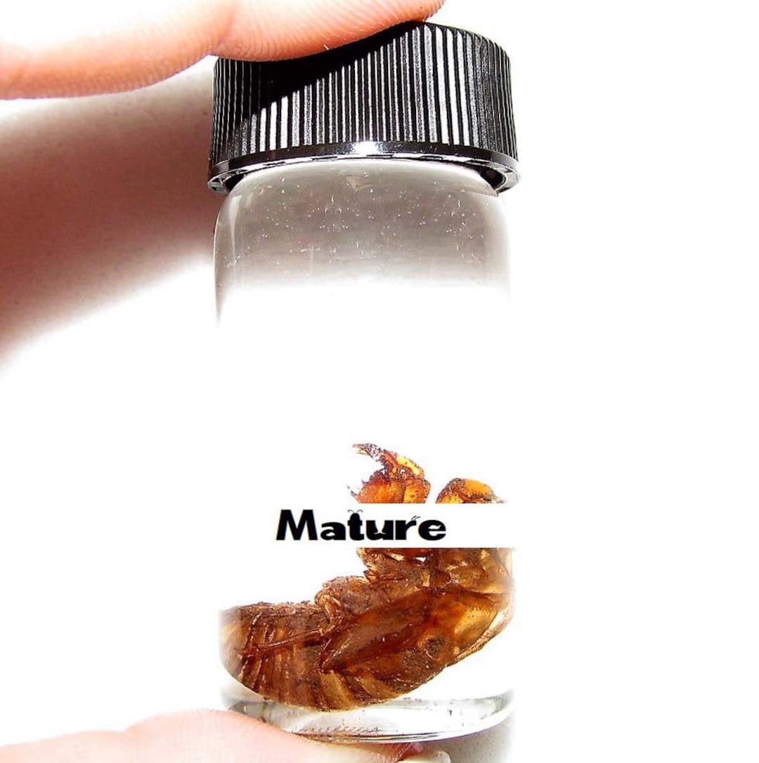 Wet Specimen Real Cicada Shell Exoskeleton Preserved in Vial USA - Etsy