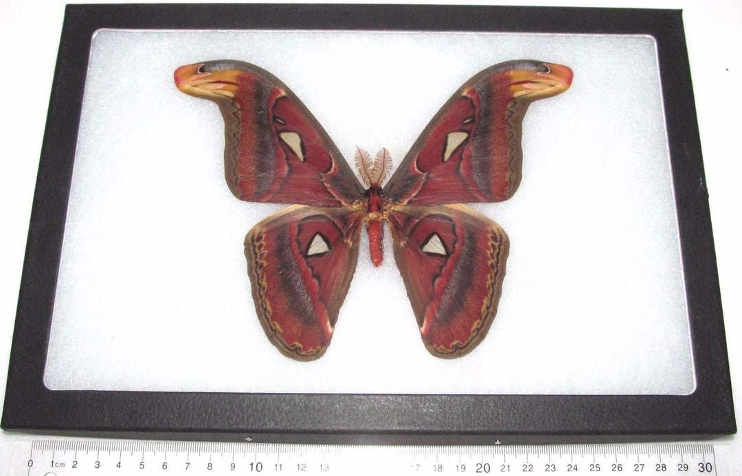 Attacus Atlas MALE Snake Mimic Saturn Moth Indonesia FRAMED - Etsy