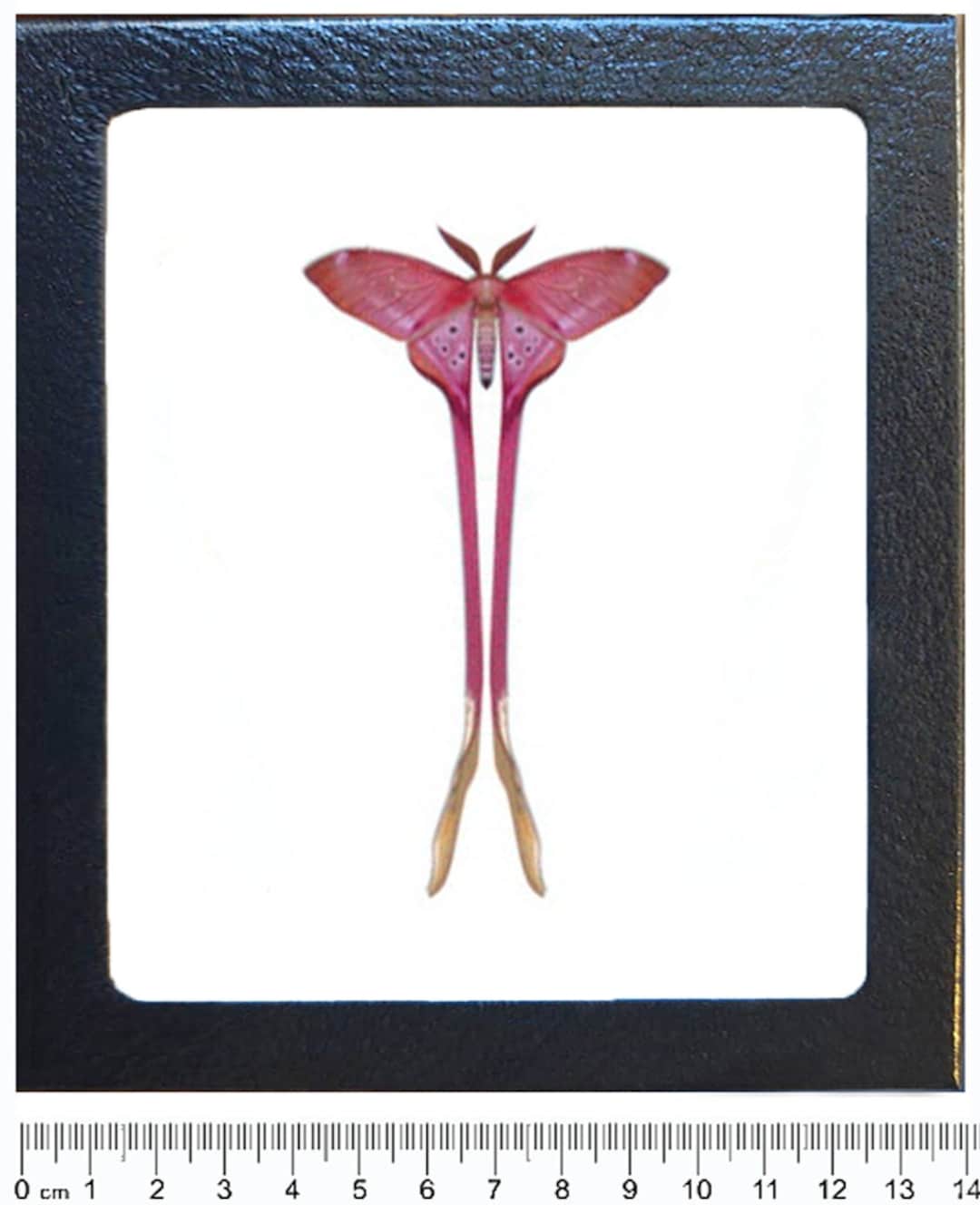 Eudaemonia Argus REPLICA Framed Pink Saturn Moth Resting Pose Africa - Etsy