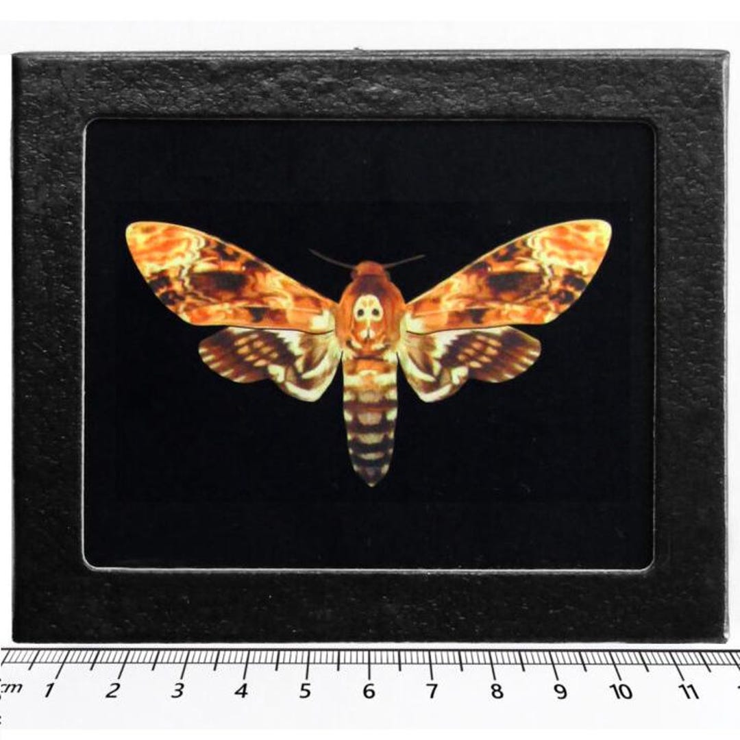 Acherontia Lachesis REPLICA BLACK BACKGROUND Framed Silence of the ...