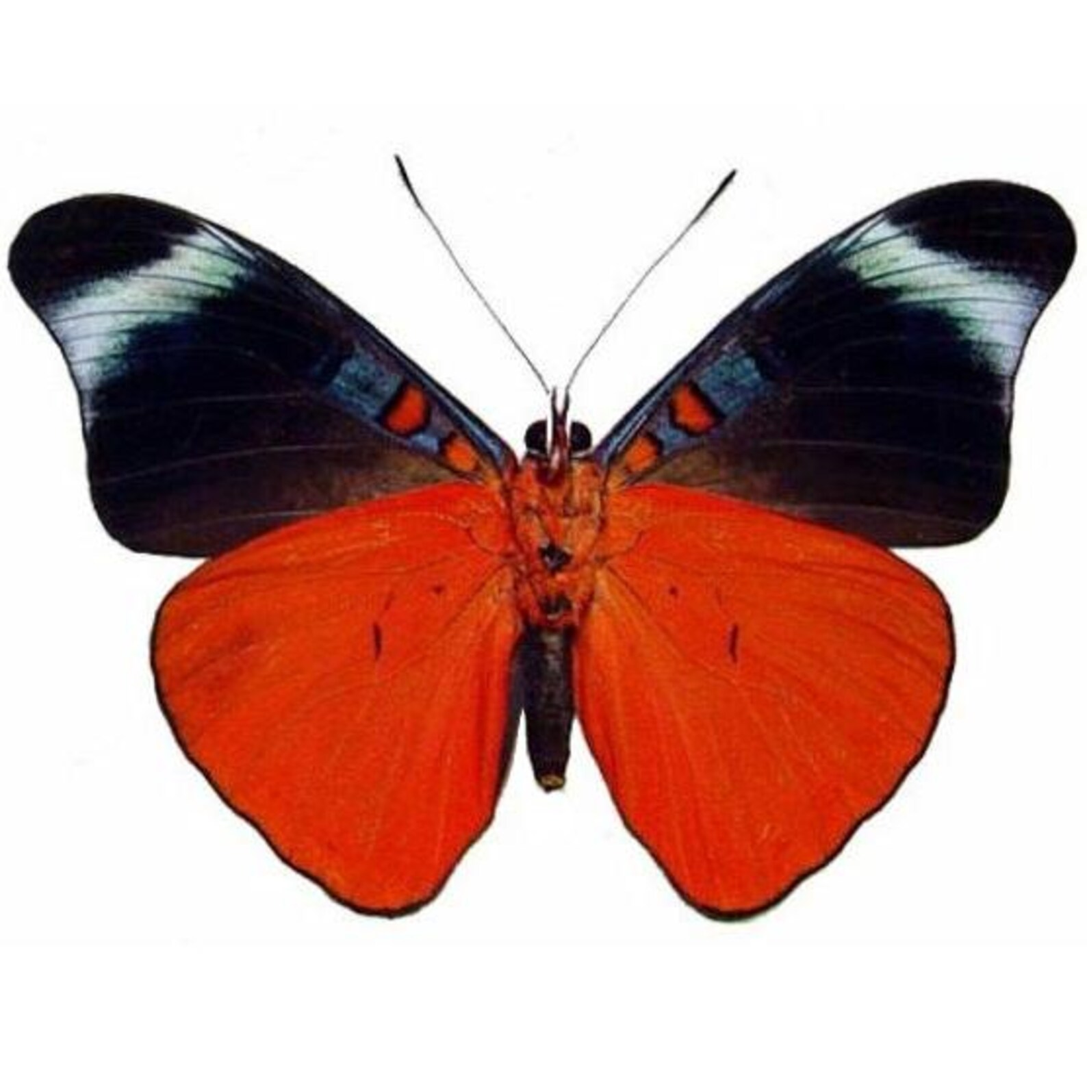 Panacea Prola Verso One Real Butterfly Red Flasher Peru - Etsy