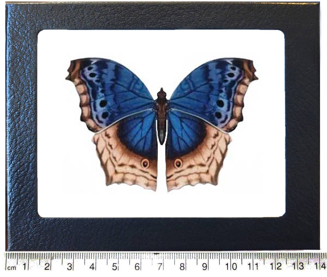 Salamis Temora REPLICA Blue Butterfly Africa FRAMED - Etsy