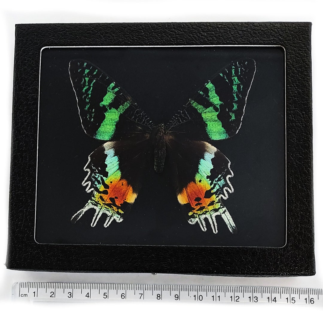 Urania Ripheus FRAMED BLACK BACKGROUND Sunset Moth Orange Pink Green ...