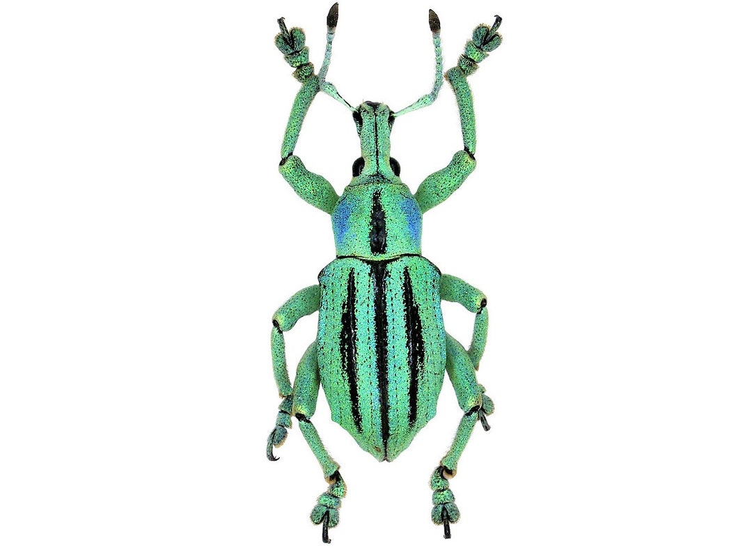 Eupholus Cutieri ONE Real Weevil Blue Green Beetle Indonesia - Etsy