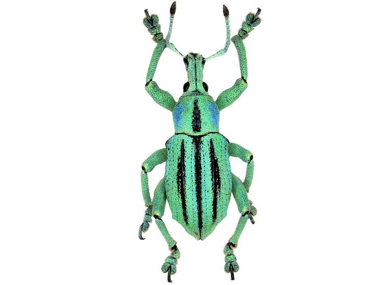 Eupholus Cutieri ONE Real Weevil Blue Green Beetle Indonesia - Etsy