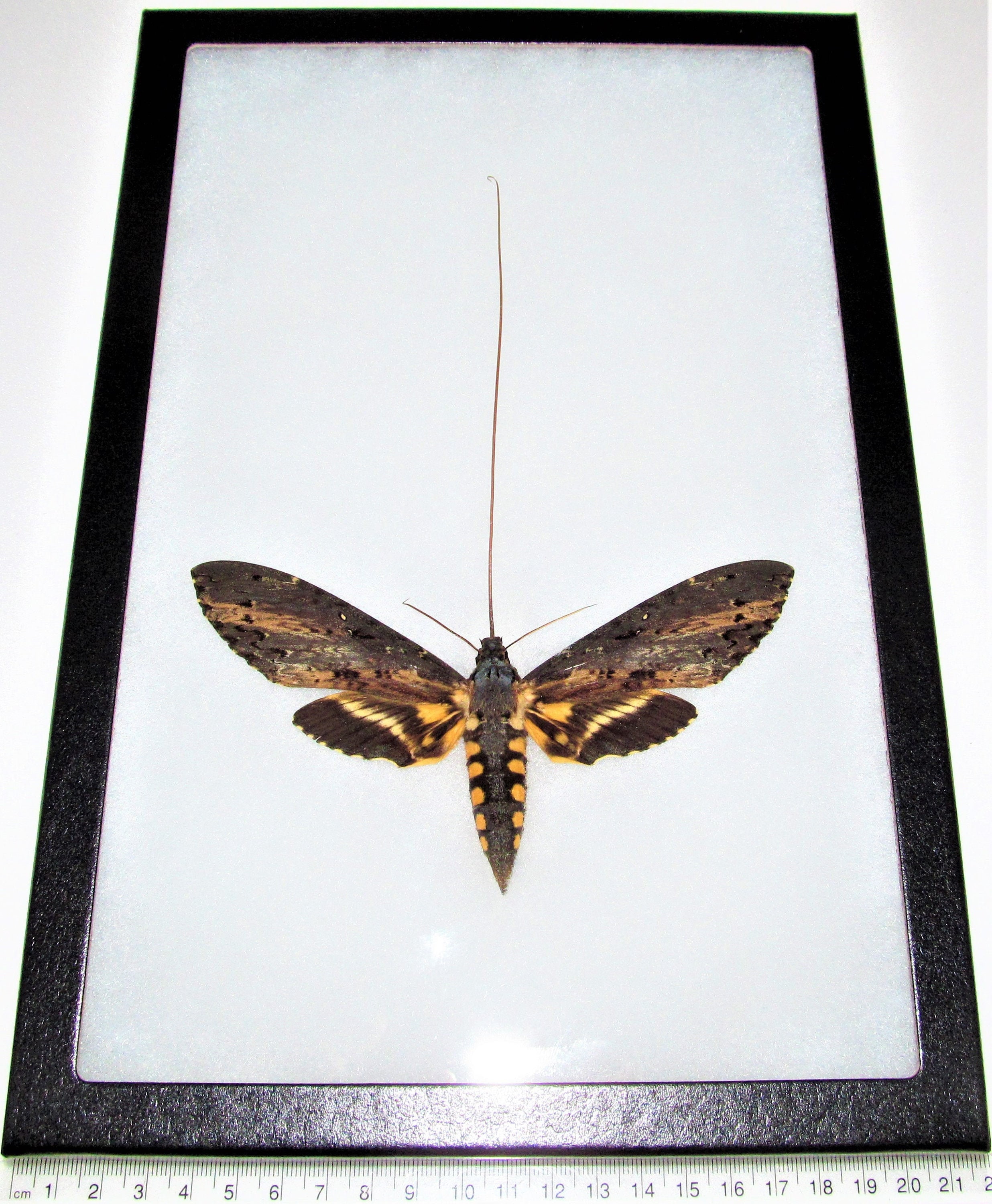 Moth Proboscis