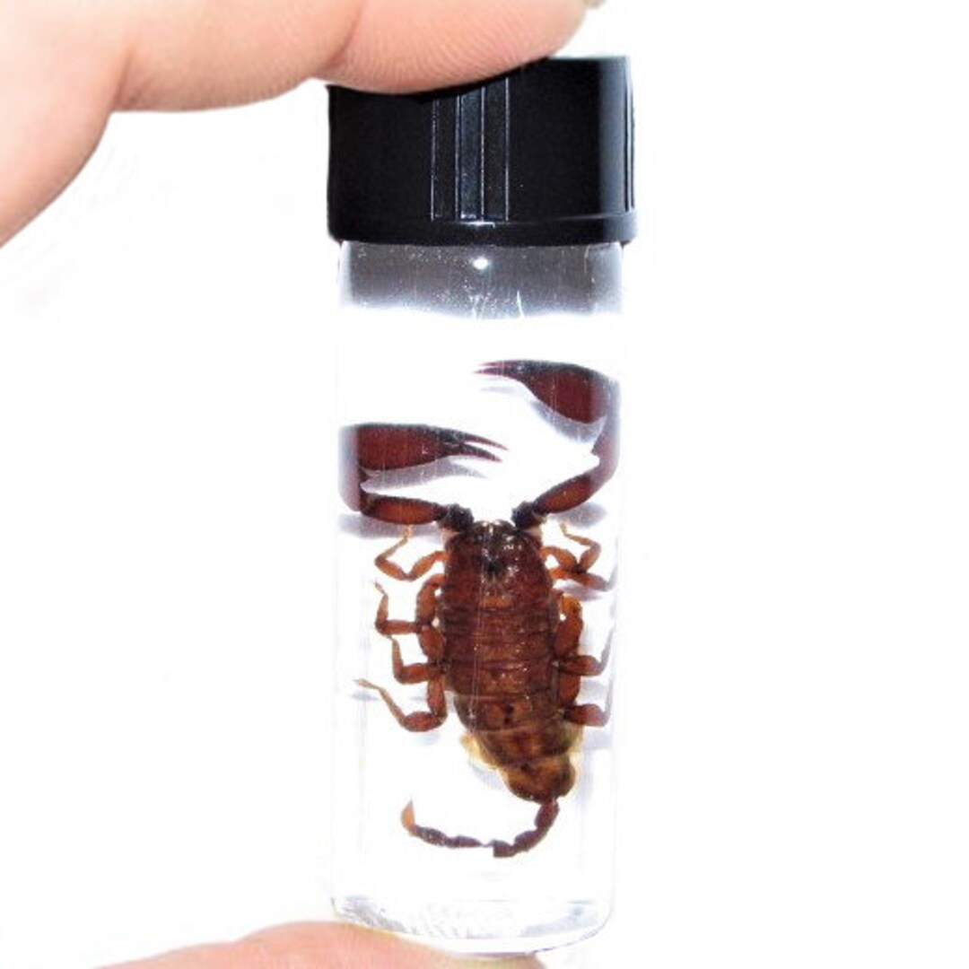 Wet Specimen Scorpion Thailand - Etsy