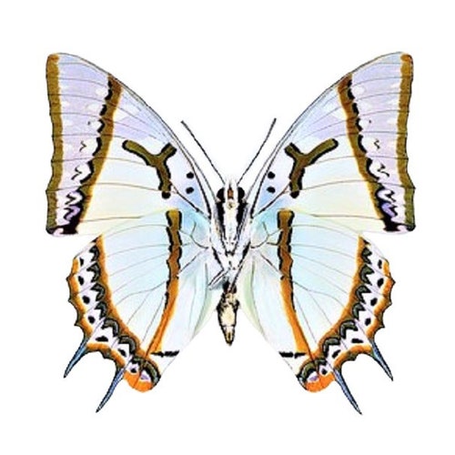 Callicore Kolyma One Real Butterfly Red White Verso Peru - Etsy