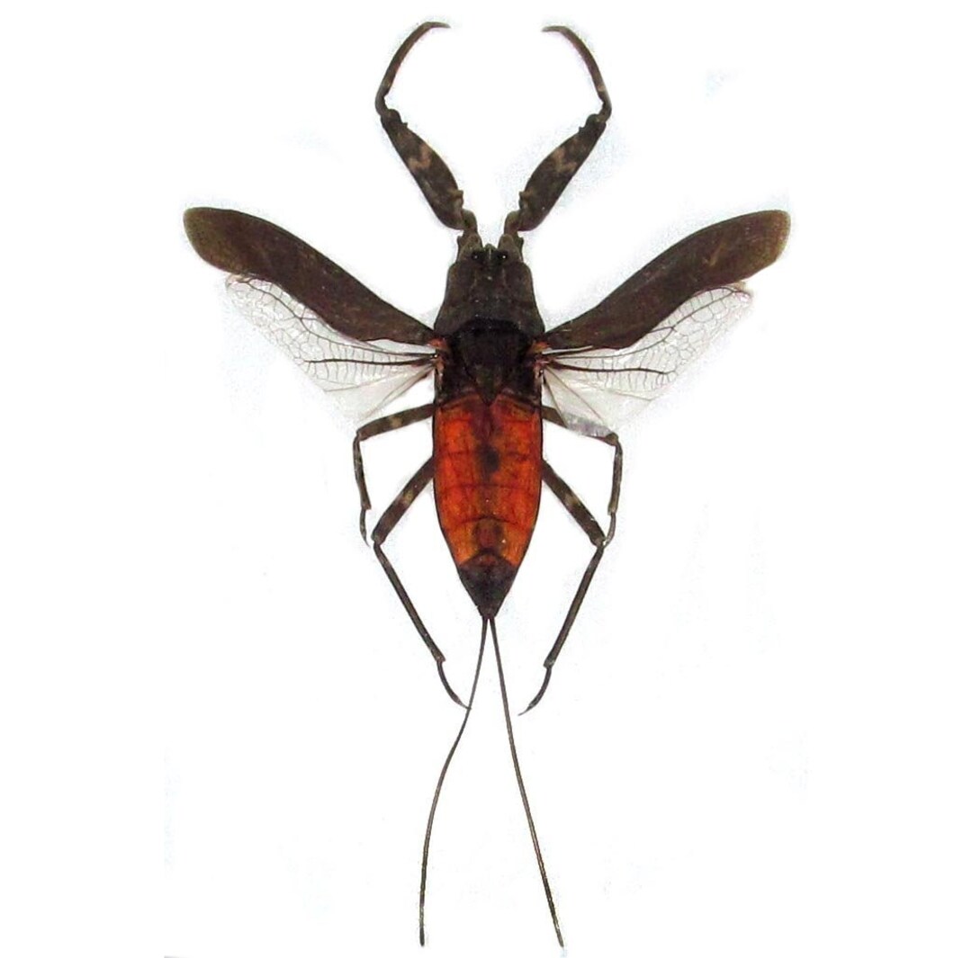 Nepa Rubra Real Red Toe Biter Malaysia - Etsy