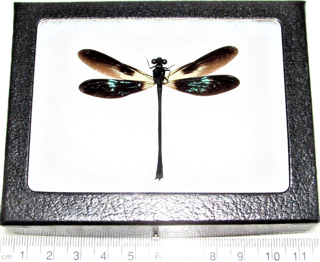 Euphaea Variegata One Real Green Black Dragonfly Damselfly Mounted ...