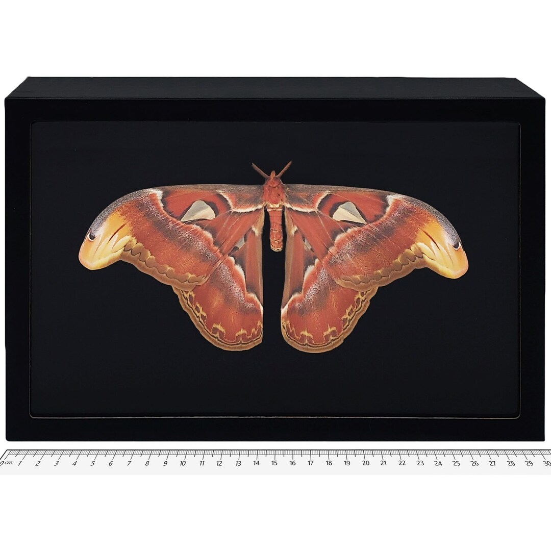 Attacus Atlas Female Resting Pose BLACK BACKGROUND Snake Mimic Saturn ...