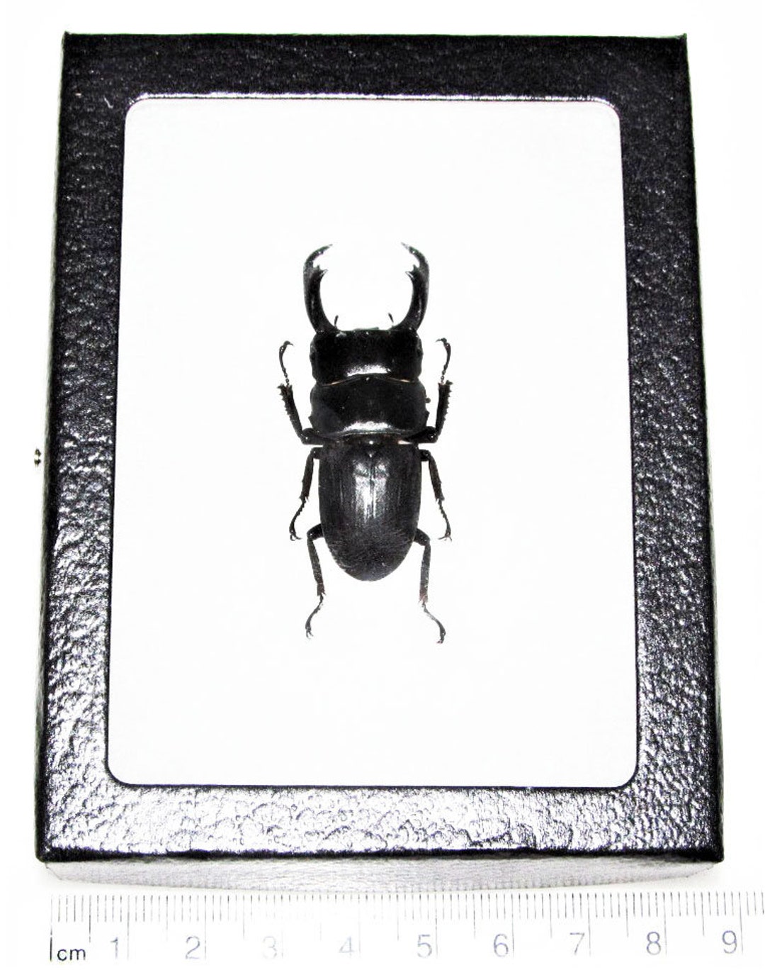 Dorcus Reichei Black Stag Beetle Sumatra Indonesia - Etsy