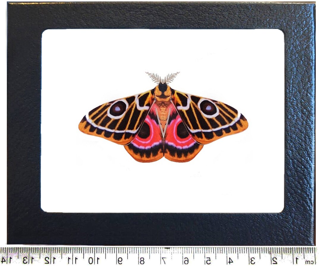 Buneaopsis Zaddachi REPLICA Framed Pink Emperor Moth Resting Pose ...