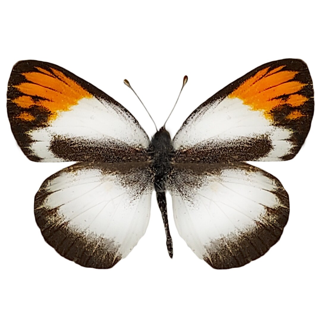 Colotis Antevippe Orange White Butterfly Africa - Etsy