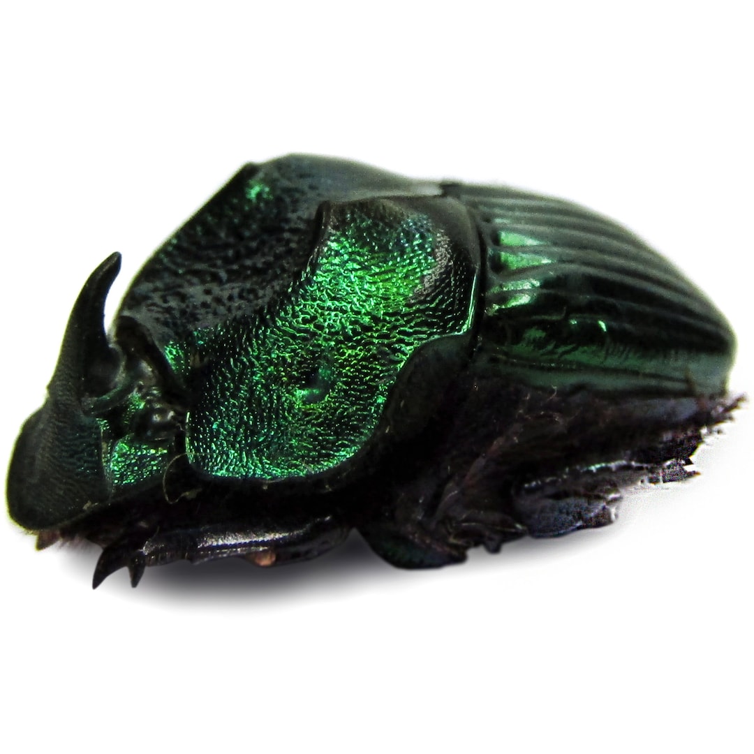 Phanaeus Demon MINOR Male Scarab Beetle Green Form Guatemala PINNED - Etsy