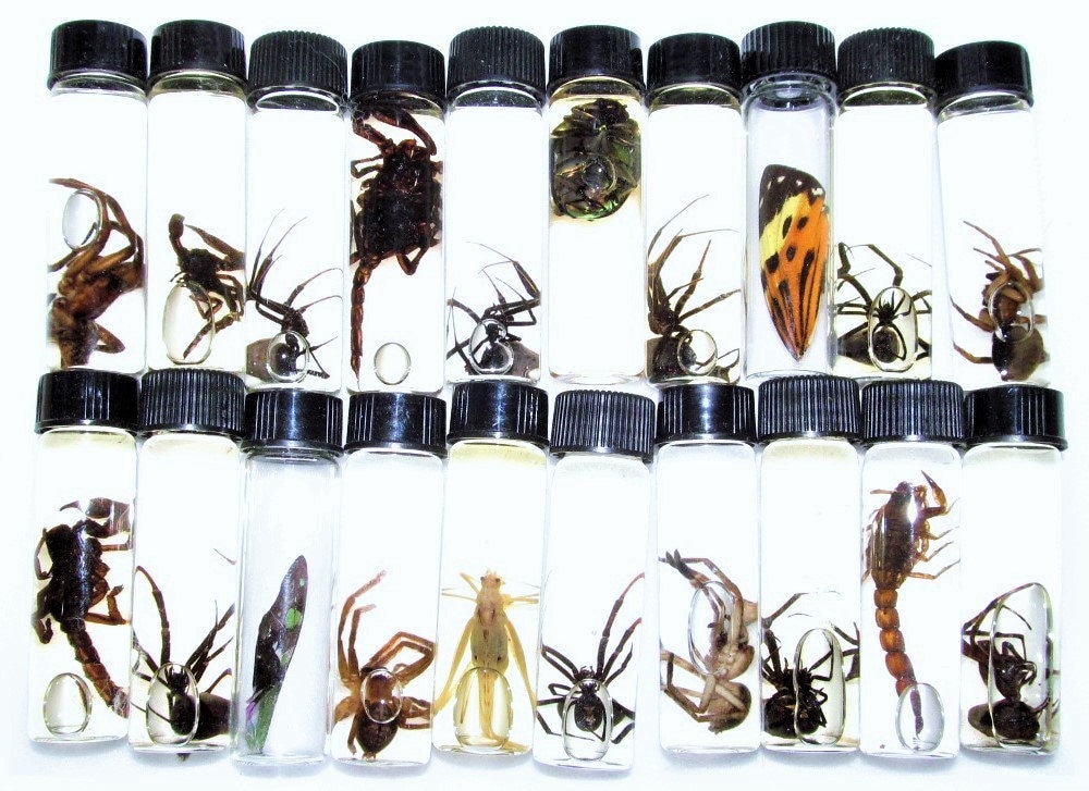 Wet Specimens REAL Mixed Lot of Assorted Specimens in Vials - Etsy