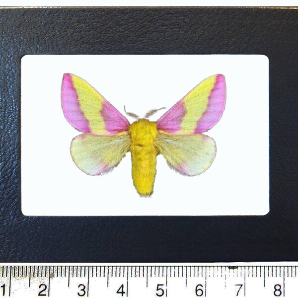 Yellow Moth - Etsy