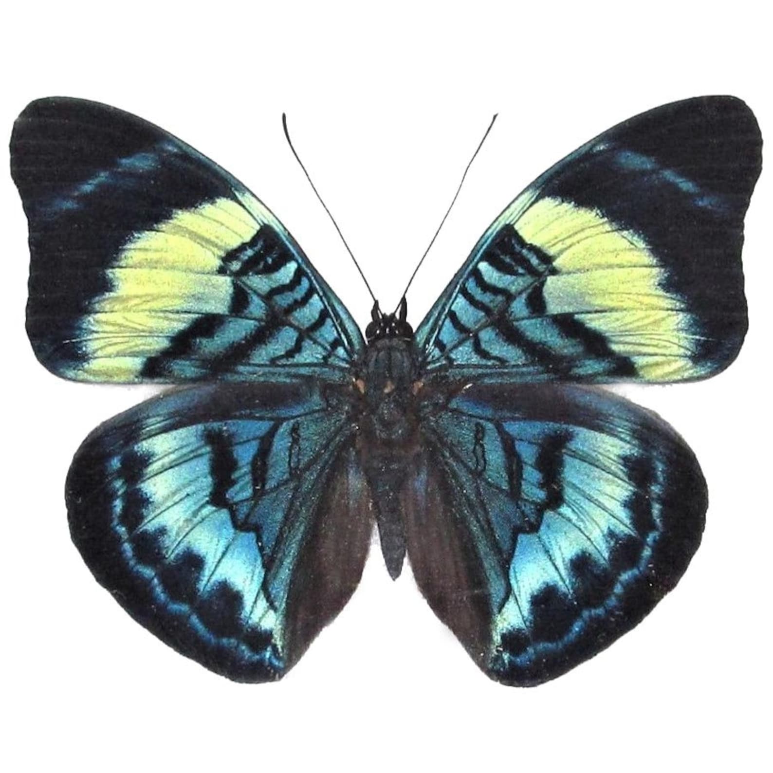 Panacea Prola Blue Green Butterfly Peru - Etsy