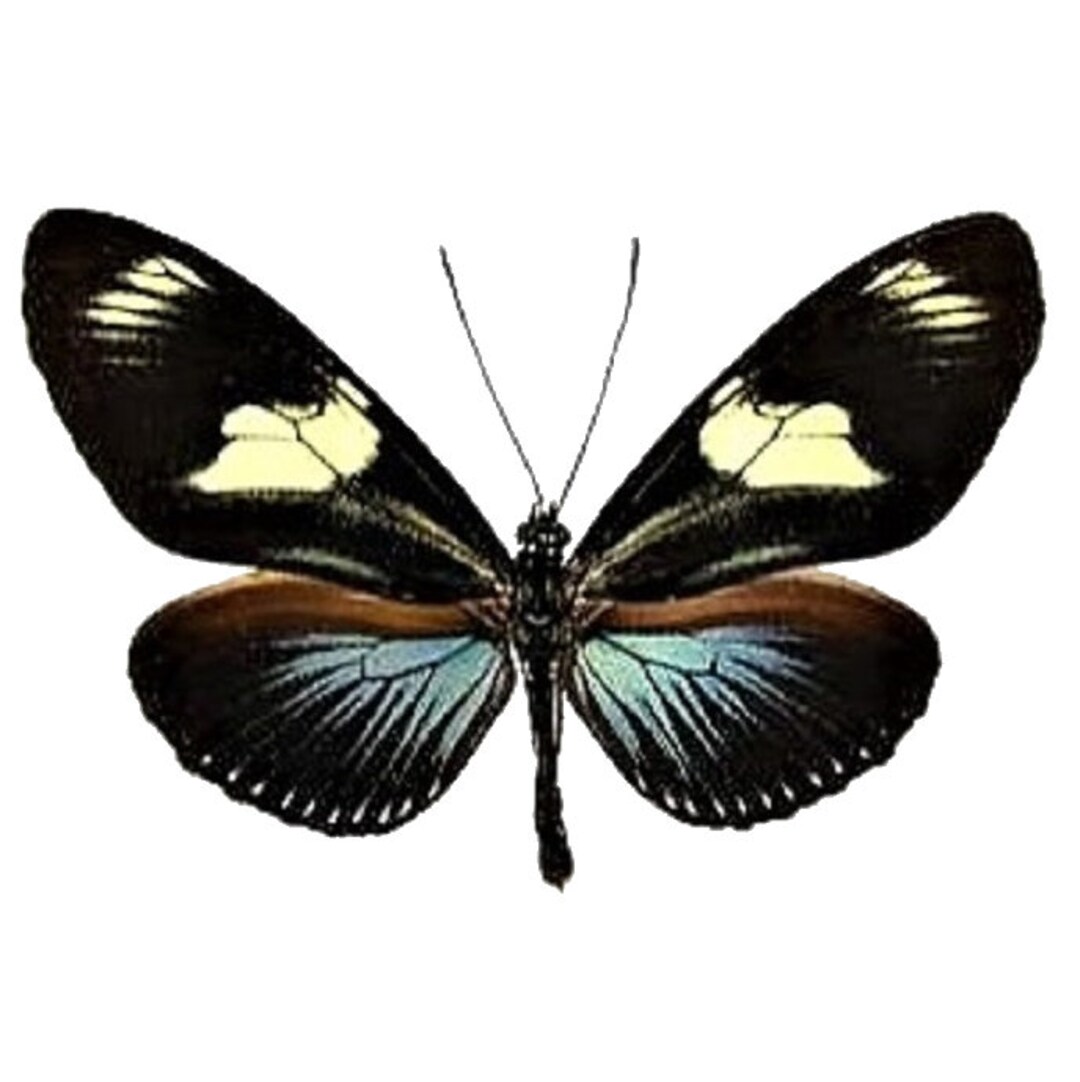 Heliconius Doris Eratonius Blue Longwing Butterfly Peru - Etsy