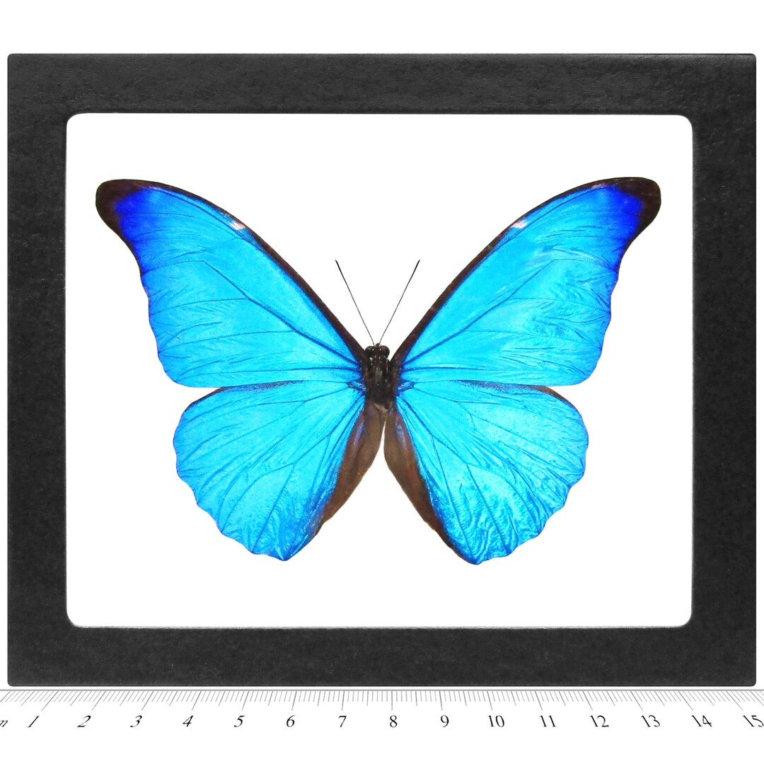 Morpho Cacica Blue Butterfly Peru - Etsy