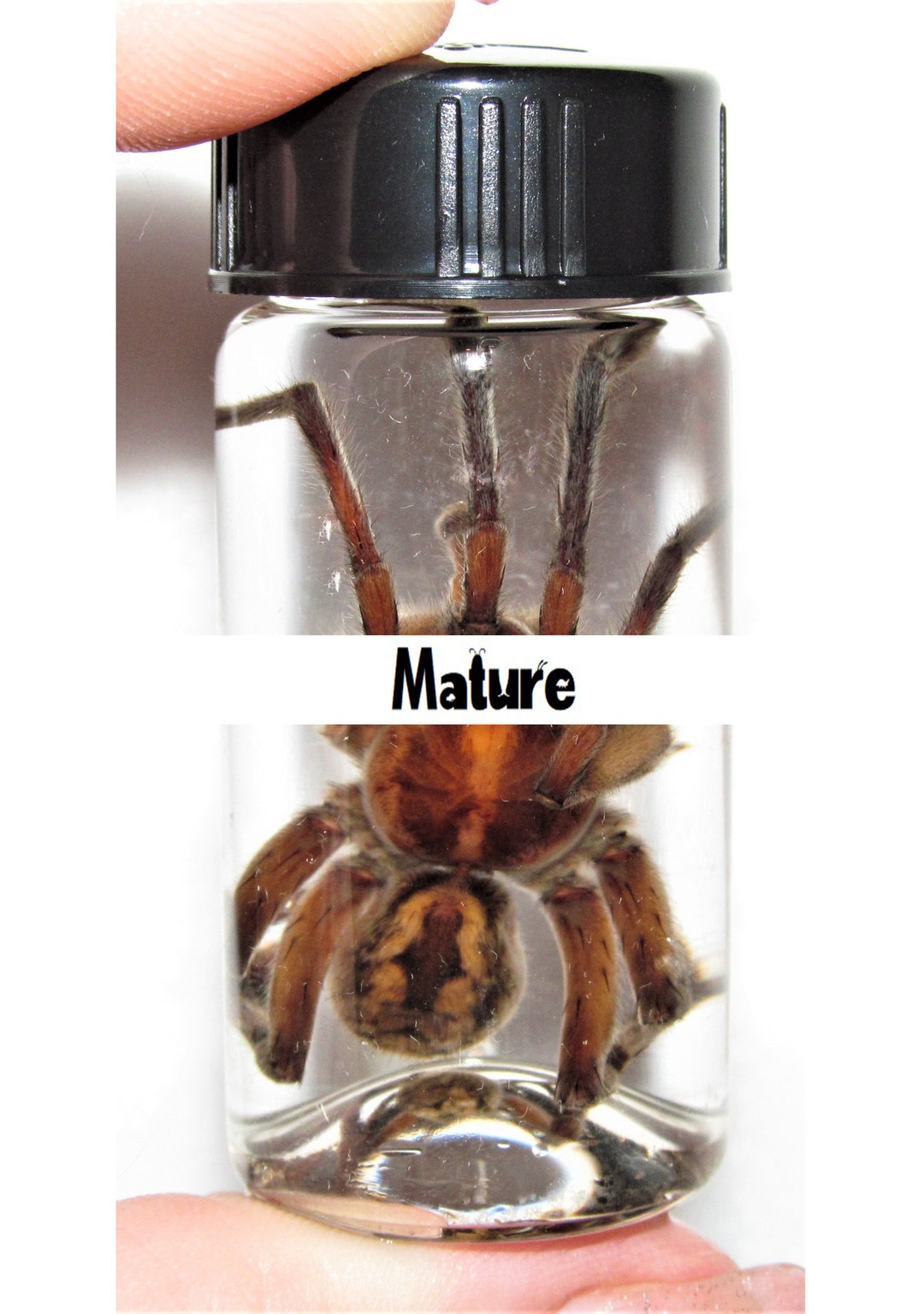 Wet Specimen REAL HUGE Arizona Wolf Spider Tarantula XL - Etsy
