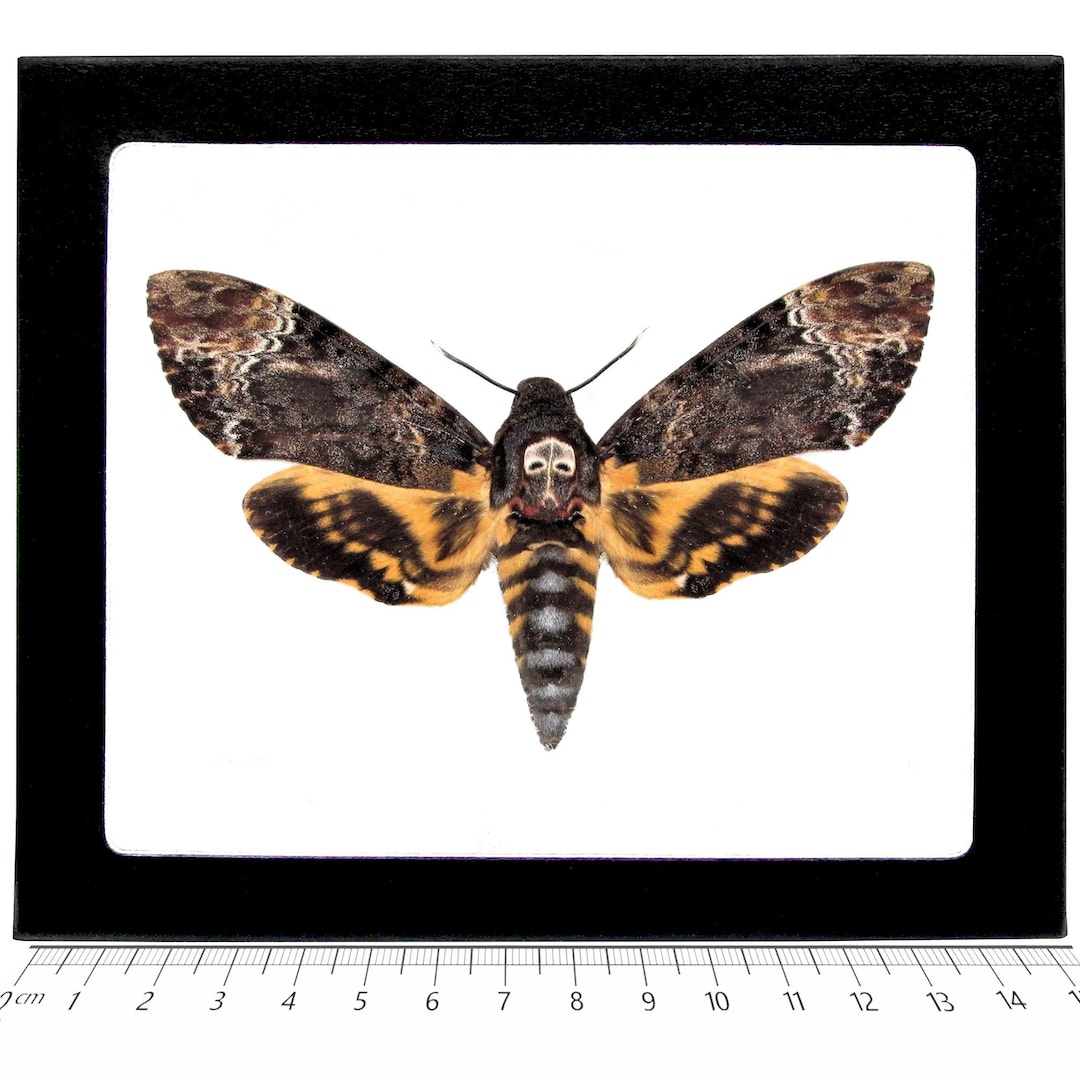 Acherontia Lachesis Silence of the Lambs Death's Head Moth Philippines ...