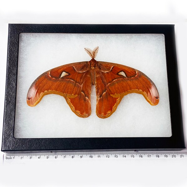 Atlas Moth Specimen - Etsy
